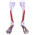 Shin Muscles 101 - The Basics to Address Immediately